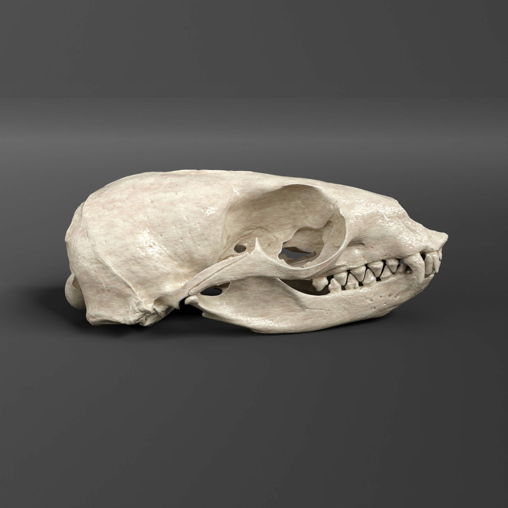 California Sea Lion (Female) Skull Replica (Museum Quality) – AnySkull