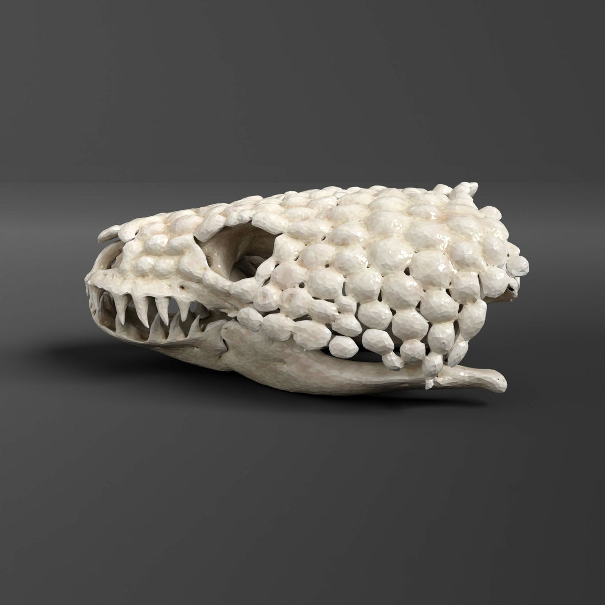 Gila Monster Skull Replica (Museum Quality) – AnySkull