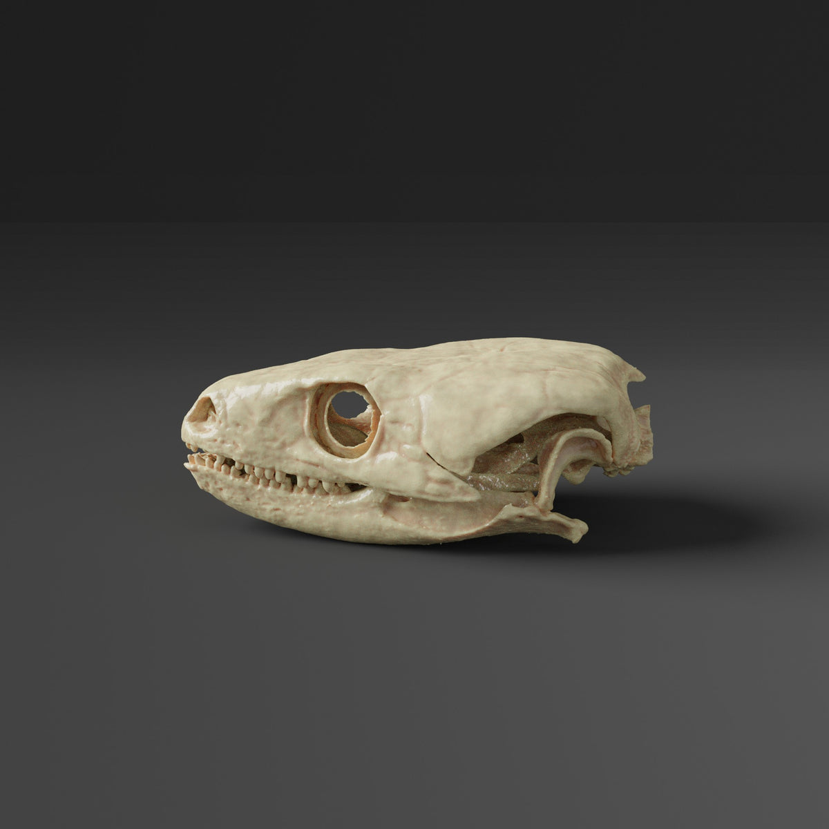 Yellow-spotted Night Lizard Skull Replica (Museum Quality) – AnySkull