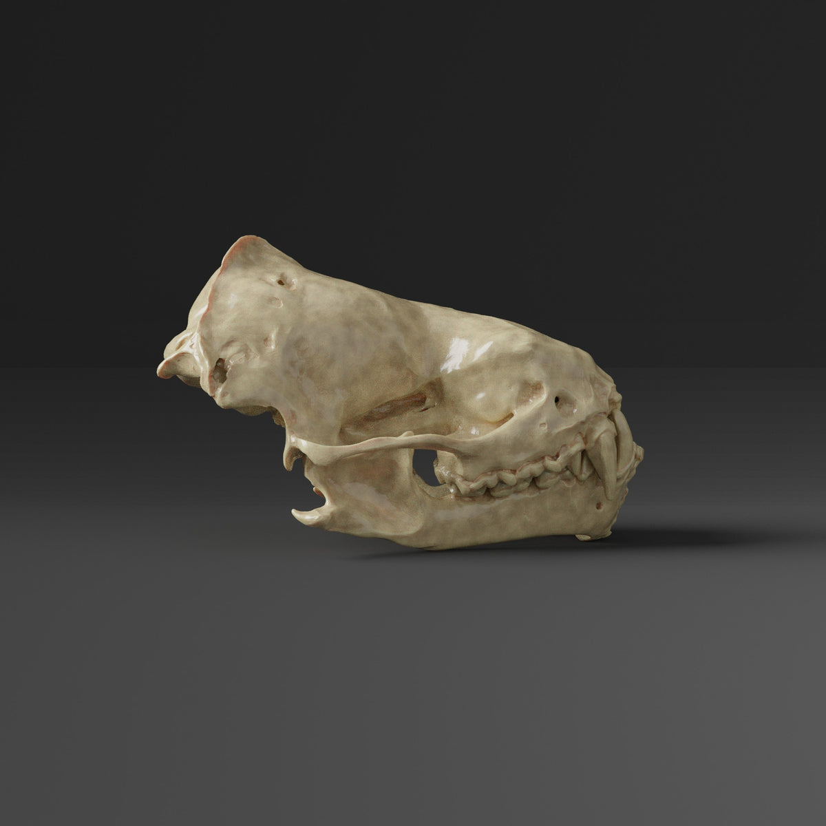 Greater Noctule Bat Skull Replica (Museum Quality) – AnySkull