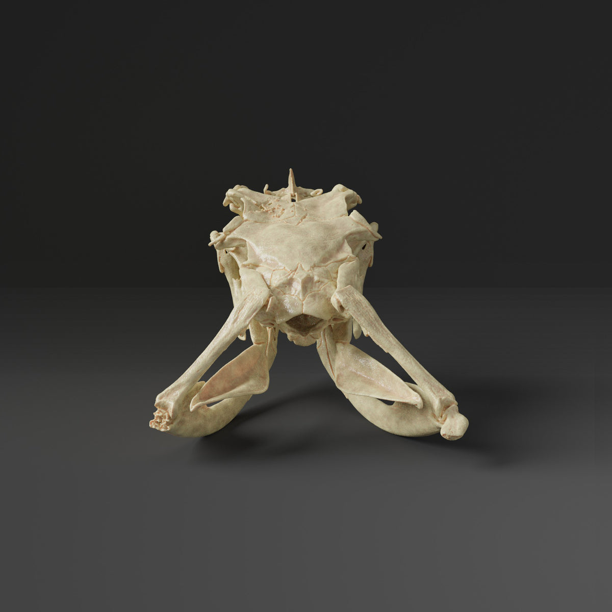 Eastern Diamondback Rattlesnake Skull Replica (Museum Quality) – AnySkull