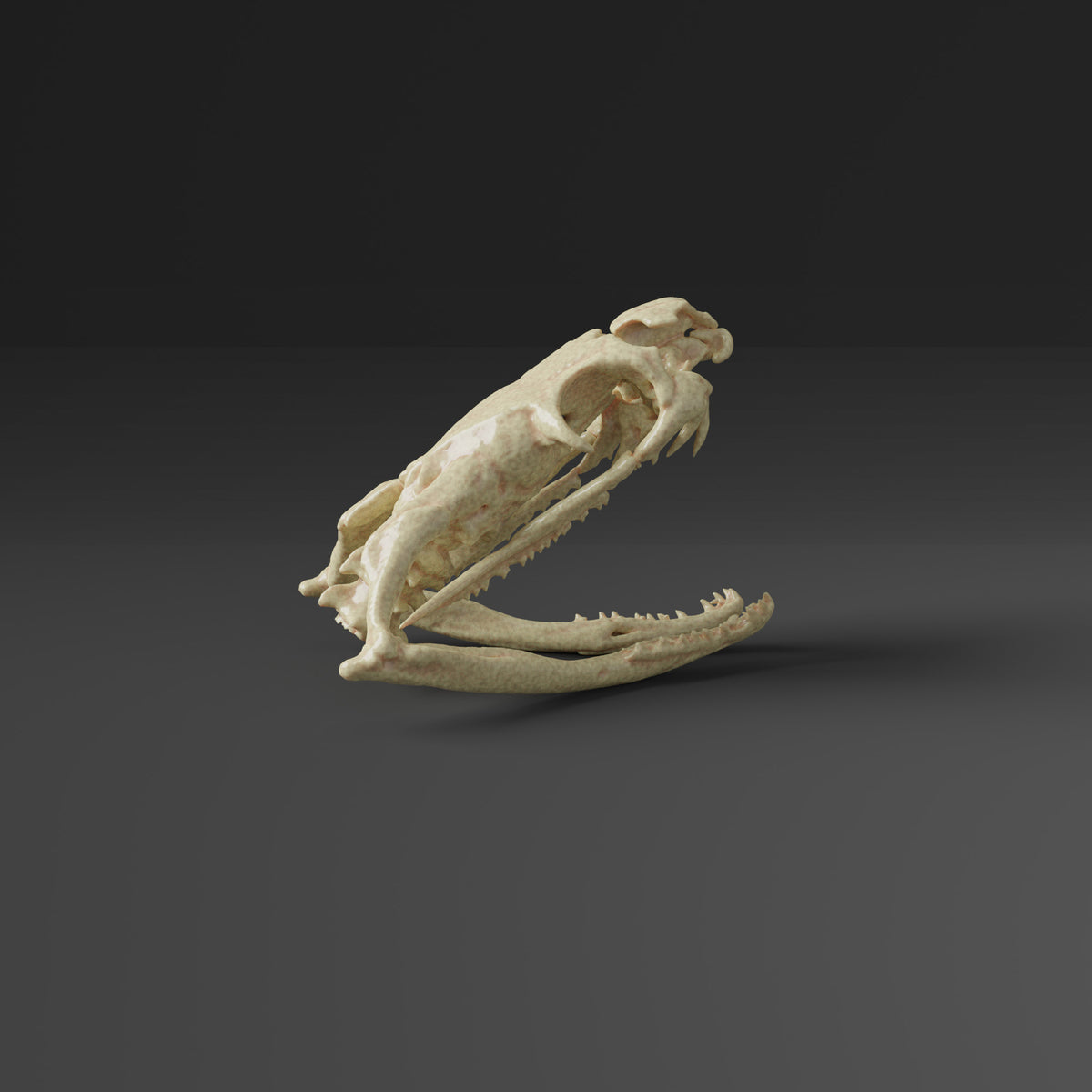 Egyptian Cobra Skull Replica ( Museum Quality ) – AnySkull