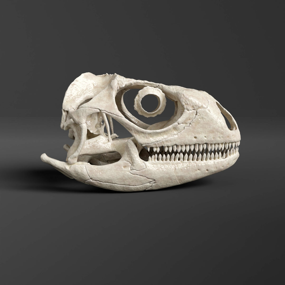 Green Iguana Skull Replica (Museum Quality) – AnySkull
