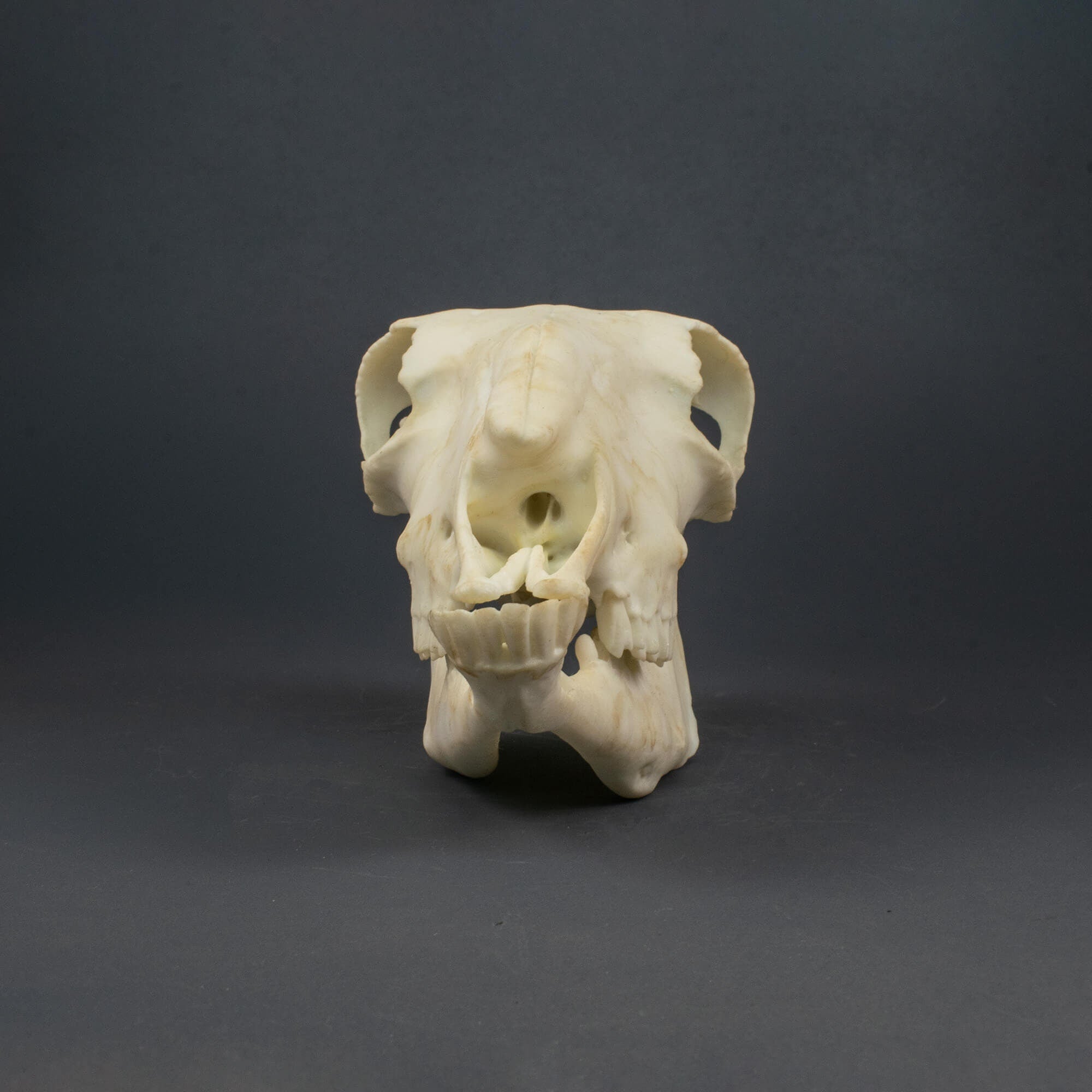 Sheep Skull Replica (Museum Quality) – AnySkull