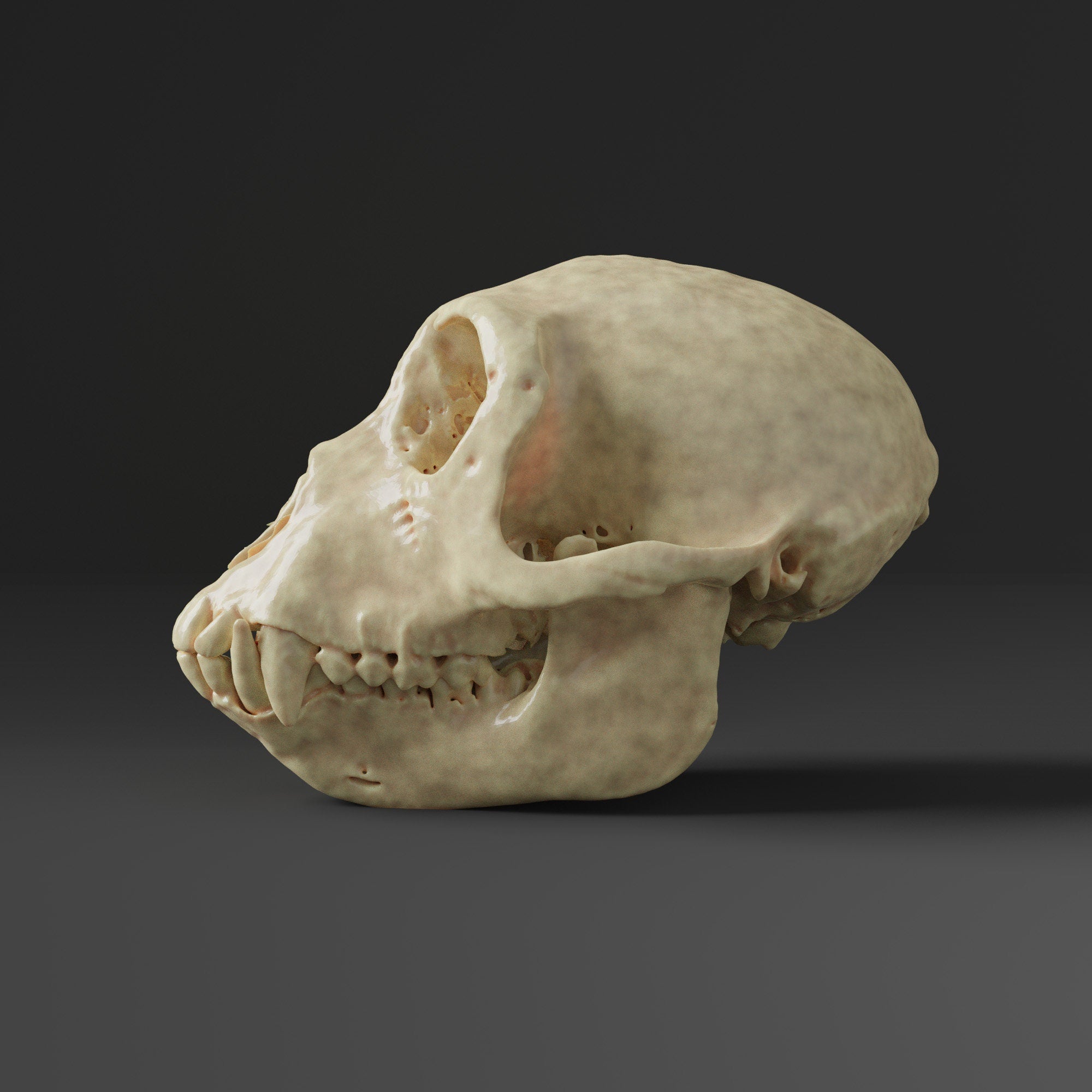 Rhesus Macaque Skull Replica - Male (Museum Quality) – AnySkull