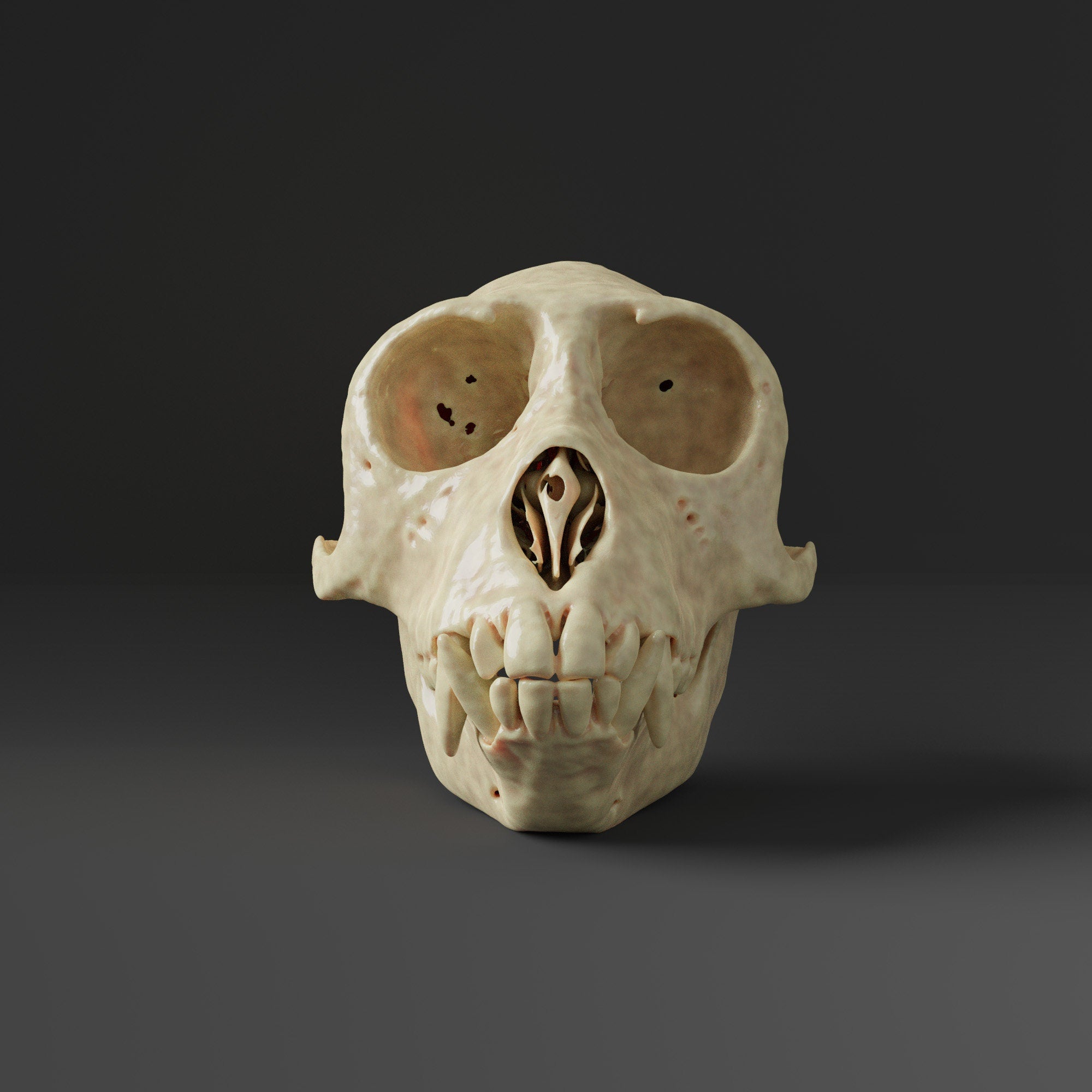 Rhesus Macaque Skull Replica - Male (Museum Quality) – AnySkull