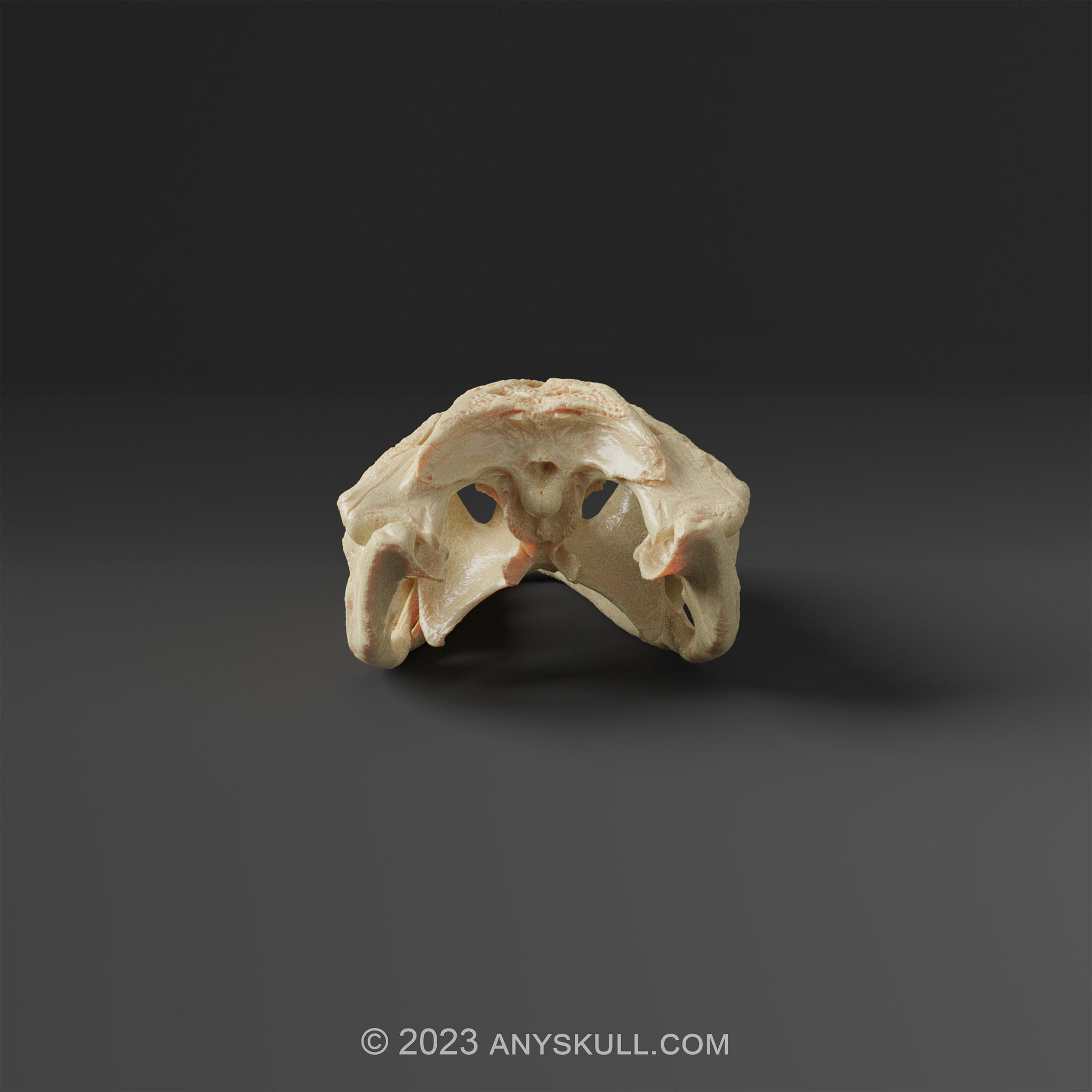 American Alligator Skull Replica (Museum Quality) – AnySkull