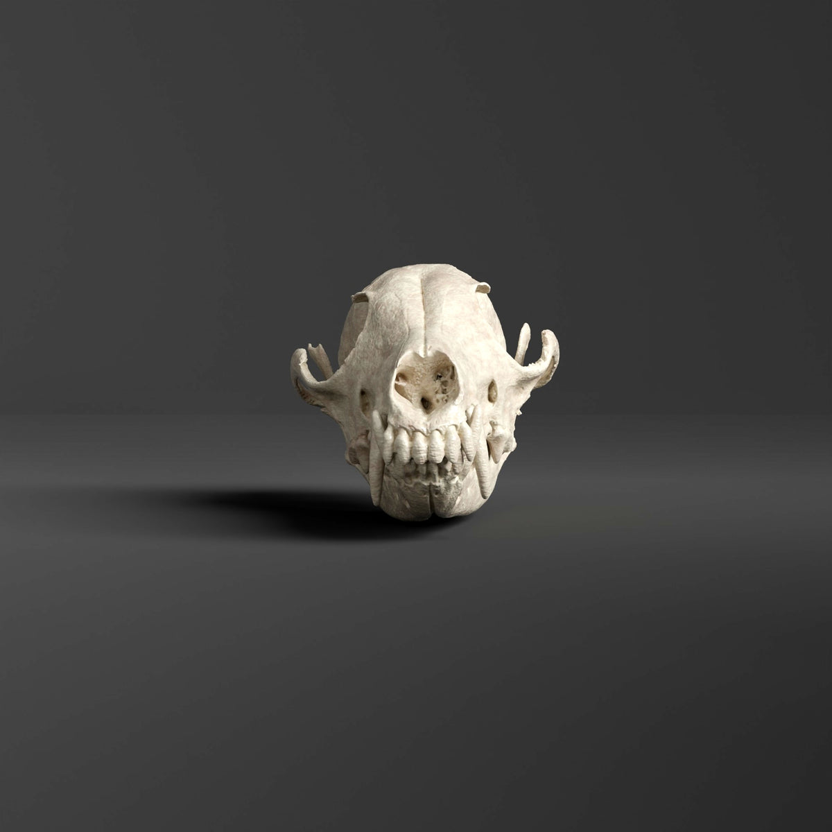 Red Fox Skull Replica (Museum Quality) – AnySkull