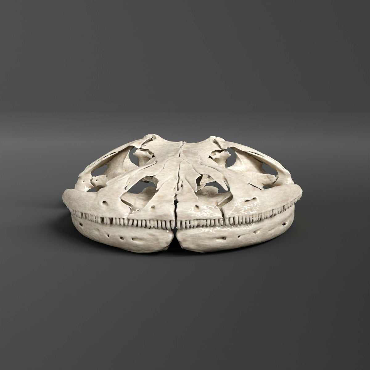 Hellbender Salamander Skull Replica (Museum Quality) – AnySkull