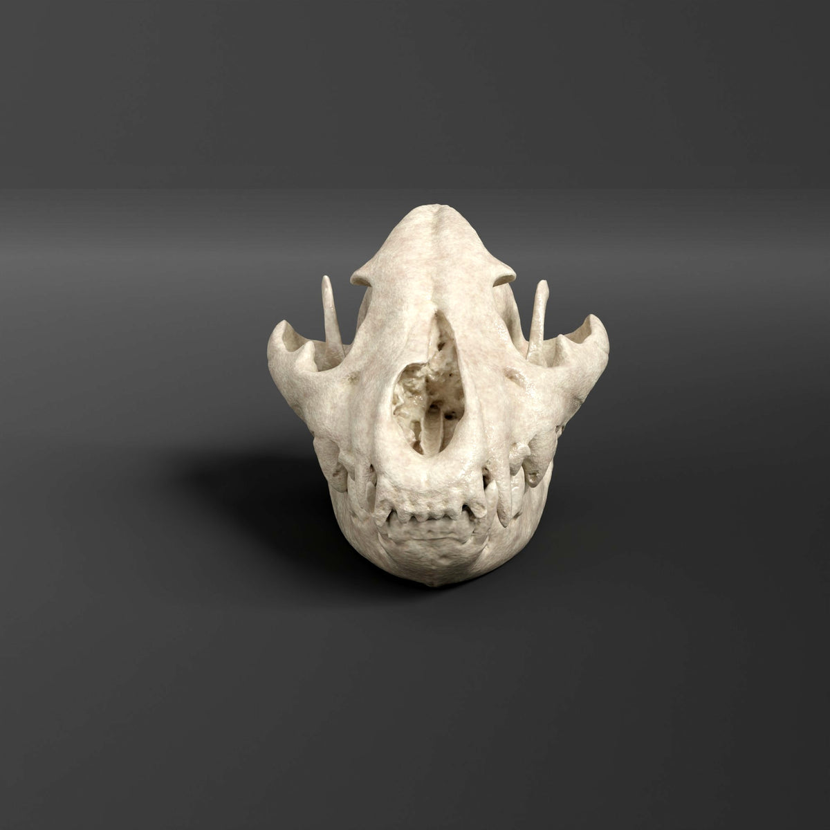 Spotted Hyena skull Replica(Museum Quality) – AnySkull